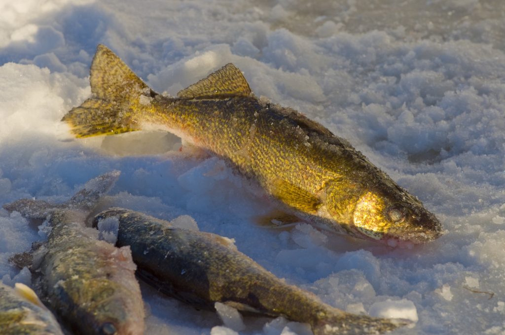 Tamarack Lodge Ice Fishing at Tamarack Lodge on Lake Winnie - Tamarack ...